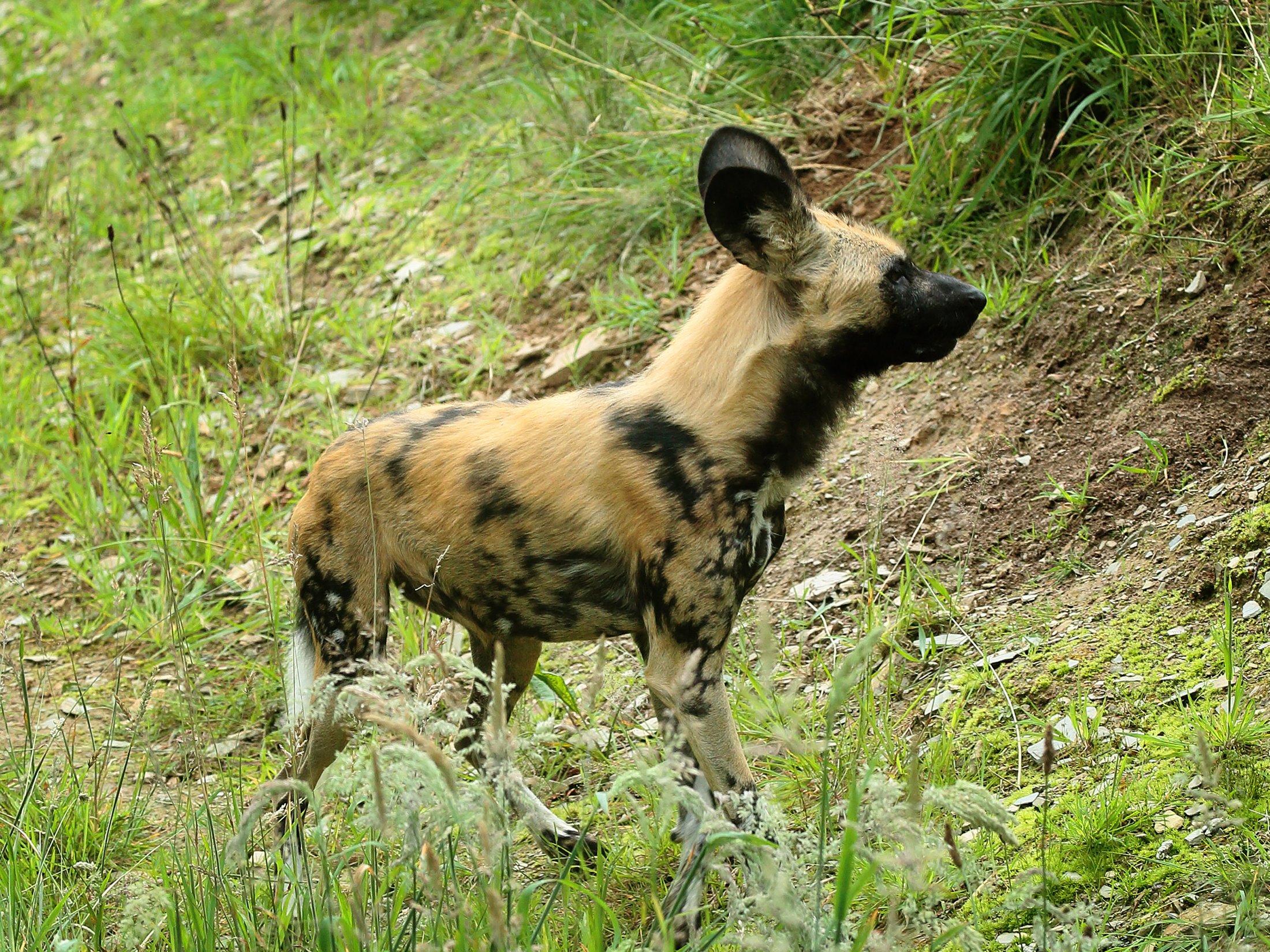 Exmoor Zoo | Visit Ilfracombe