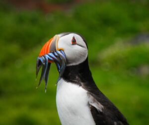 The Puffins of Lundy Island: North Devon’s Most Charismatic Seabirds ...