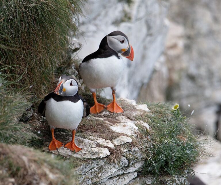 The Puffins of Lundy Island: North Devon’s Most Charismatic Seabirds ...
